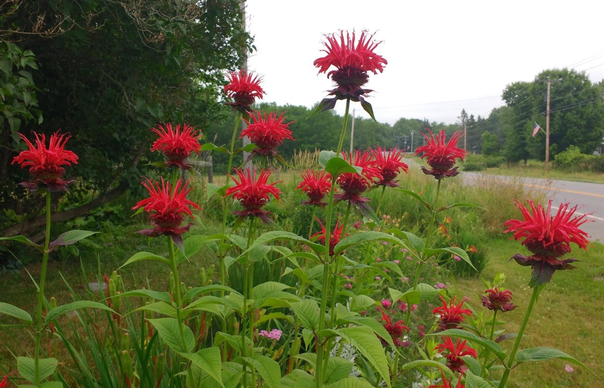 Red Bee Balm Plant - Monarda didyma - 2" Plug – Zuba Plants