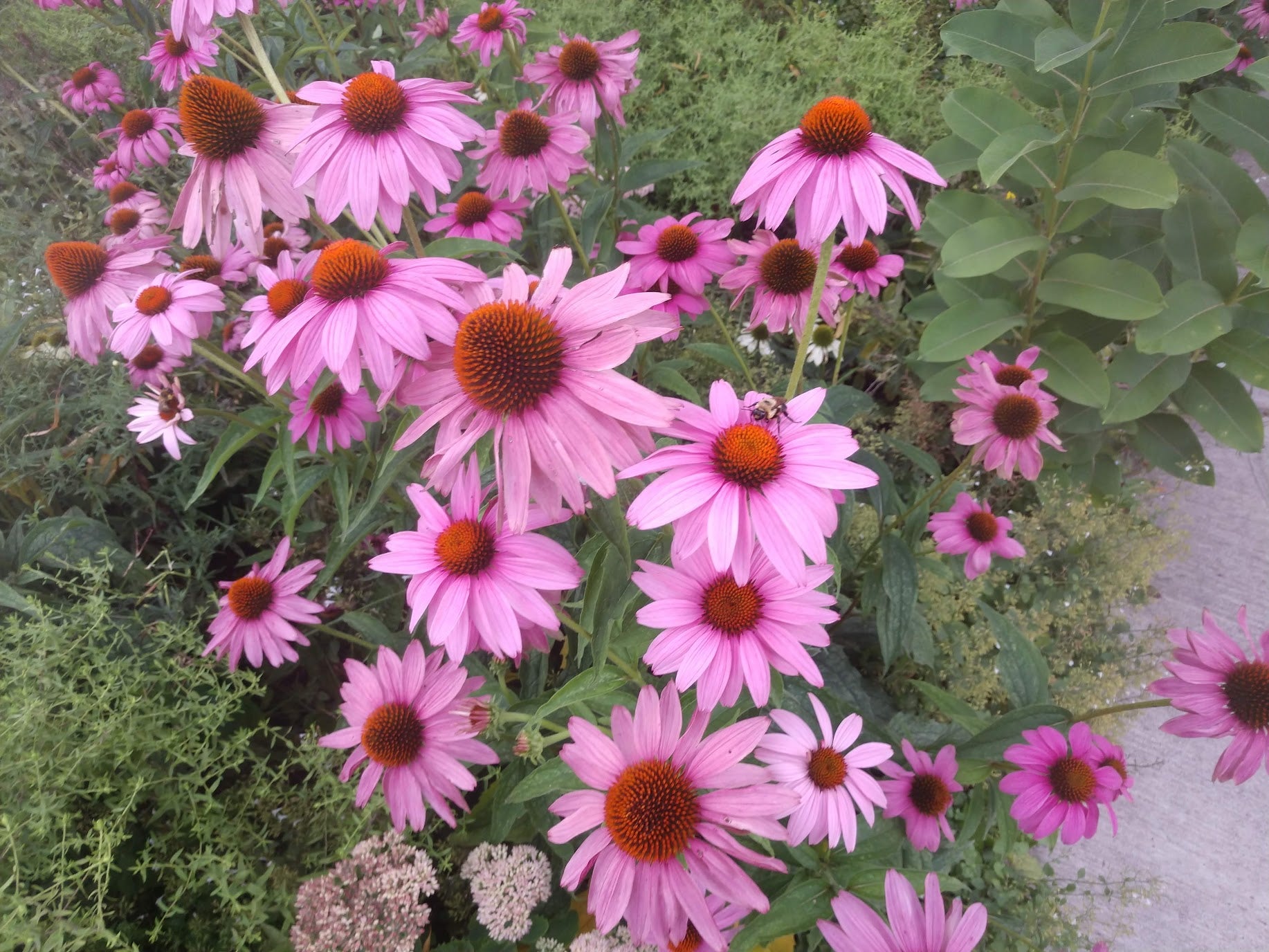 Echinacea purpurea - Purple Coneflower - Multi Pack – Zuba Plants